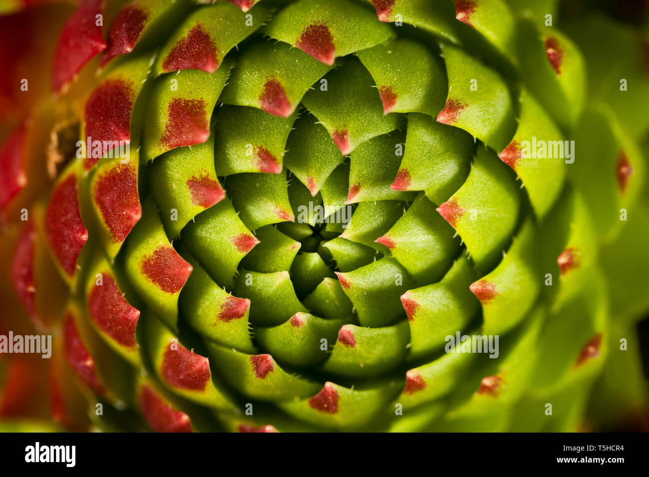 In these macro images the geometric design of these natural plants is ...