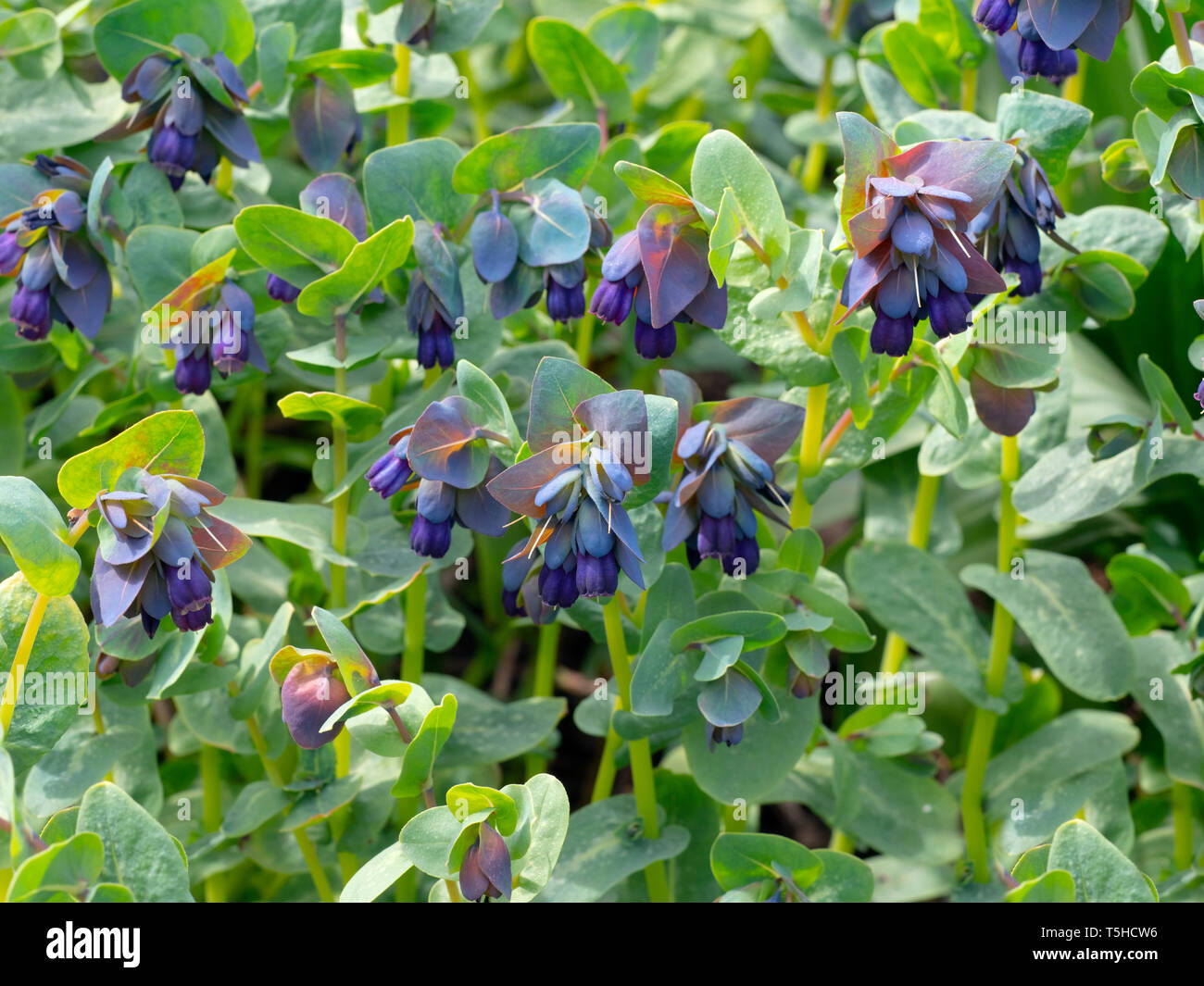 Cerinthe Major Purpurascens High Resolution Stock Photography and ...