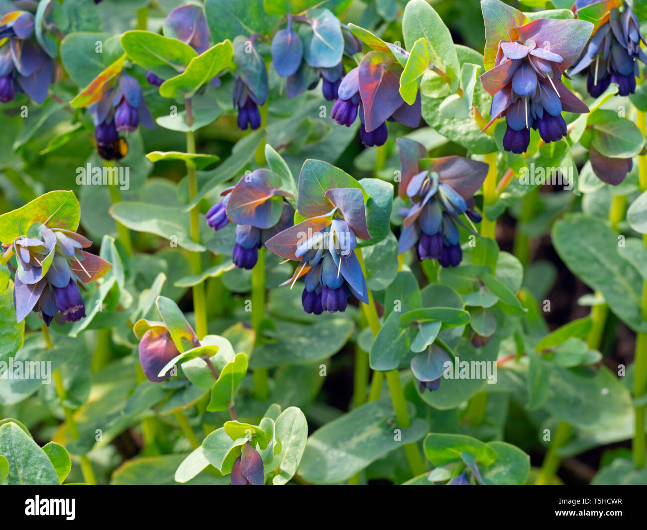 Honeywort cerinthe major purpurascens hi-res stock photography and ...