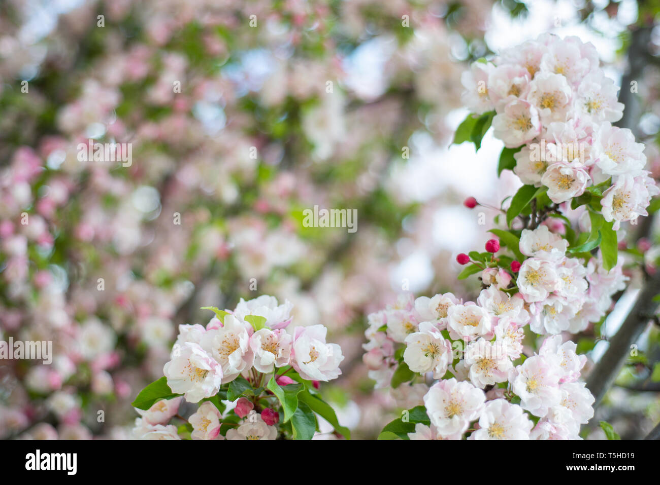Hanami - Cherry Blossom Stock Photo - Alamy