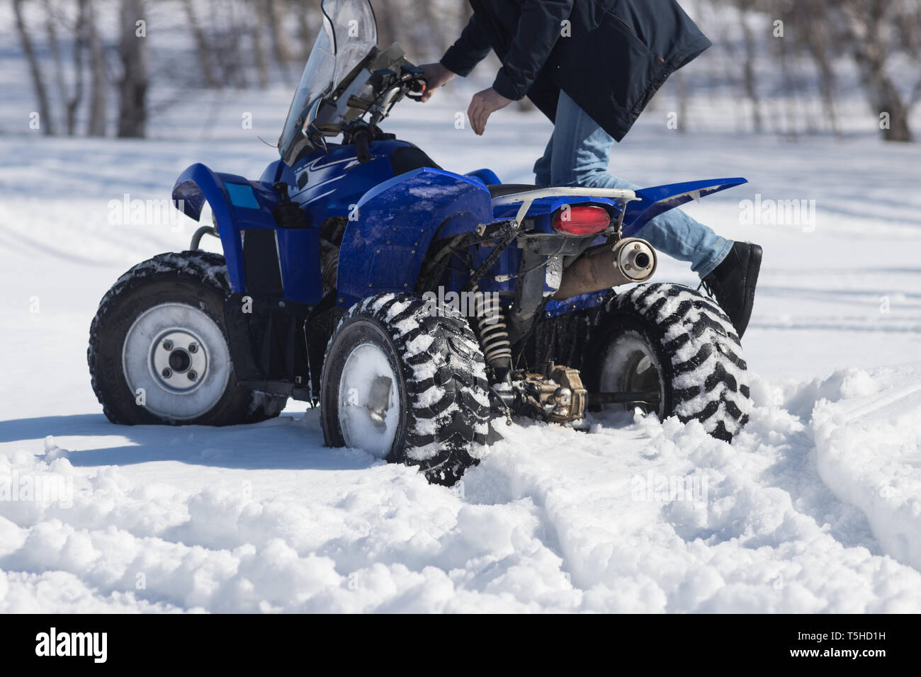 A person riding a bright blue snowmobile in the forest. Back view Stock ...