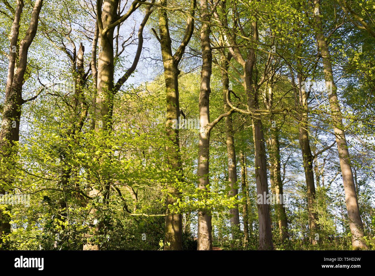 Beech tree in woodland hi-res stock photography and images - Alamy