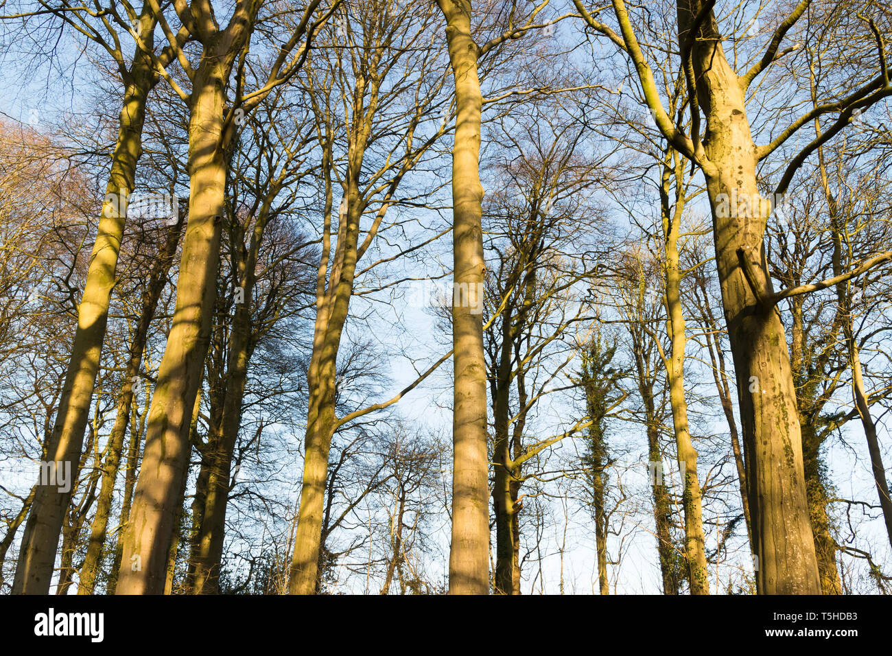 Beech Tree woodland in winter Stock Photo - Alamy