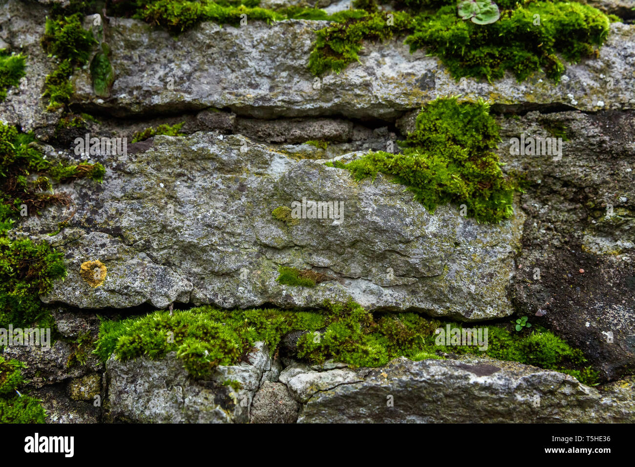 Stones covered with moss. Old wall of the building. Green moss Stock ...