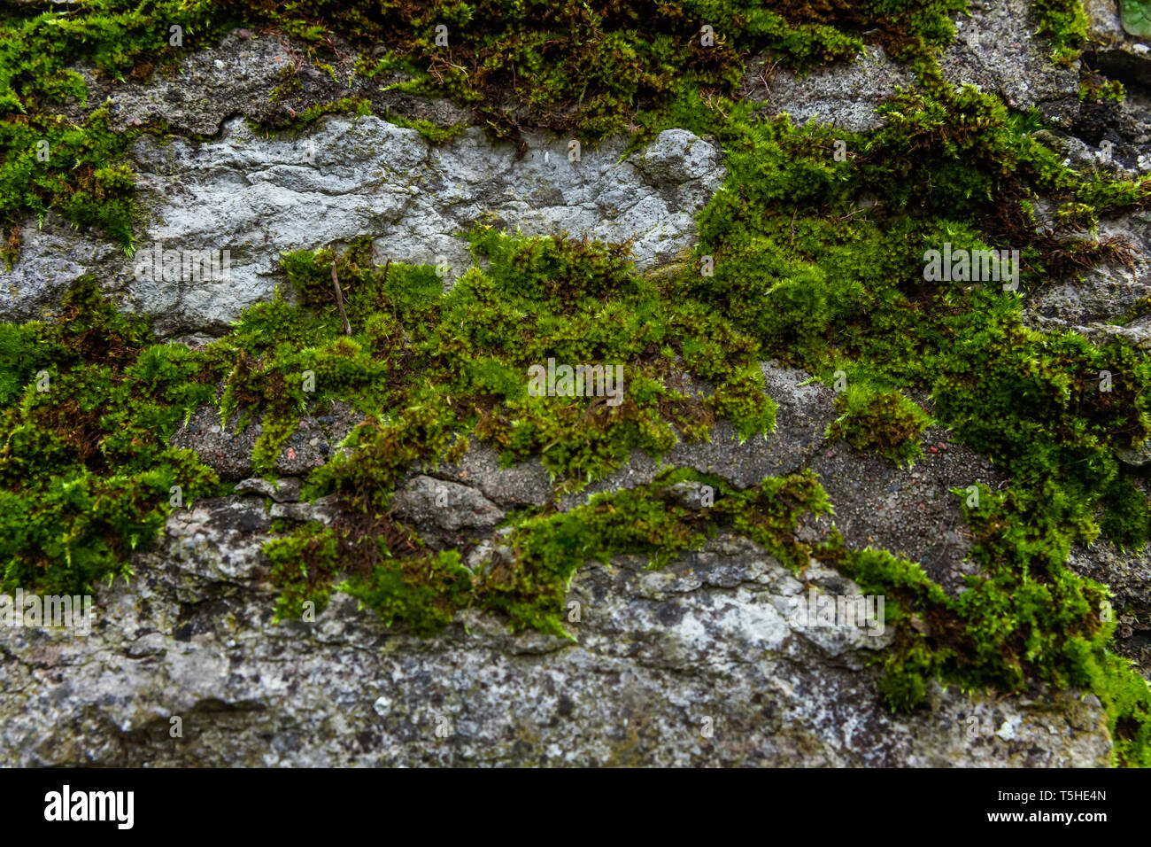 Stones covered with moss. Old wall of the building. Green moss Stock ...