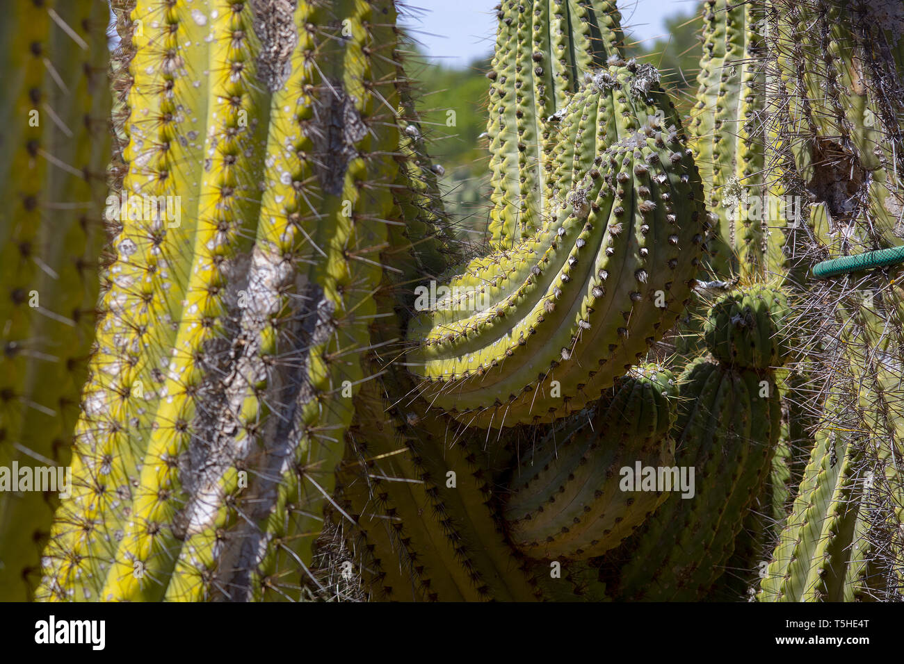 Tropical plants with thorns hi-res stock photography and images - Alamy