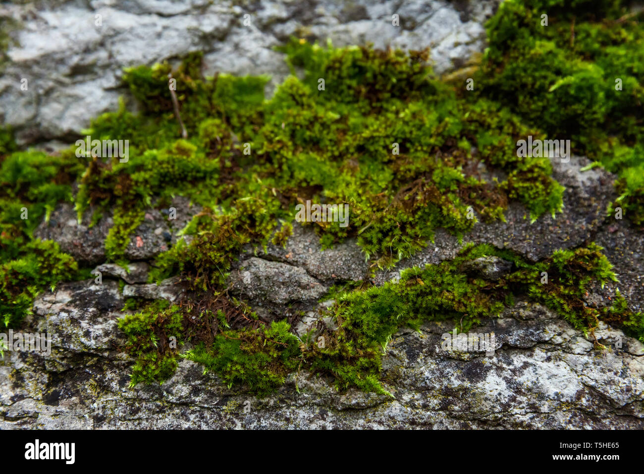 Stones covered with moss. Old wall of the building. Green moss Stock ...