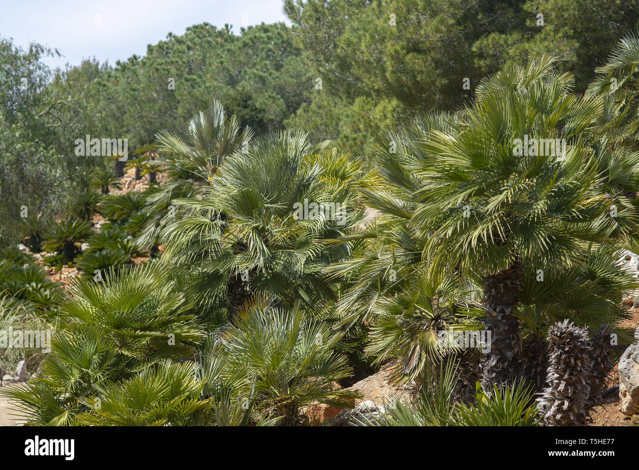 Mallorca endemic fan palm Chamaerops humilis lush leaves in sunshine ...