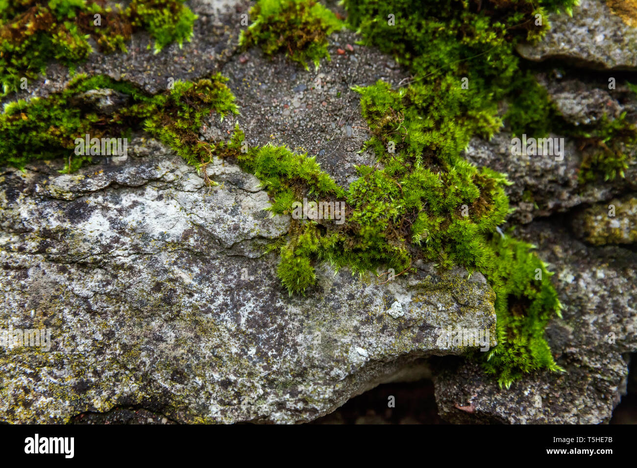 Stones covered with moss. Old wall of the building. Green moss Stock ...