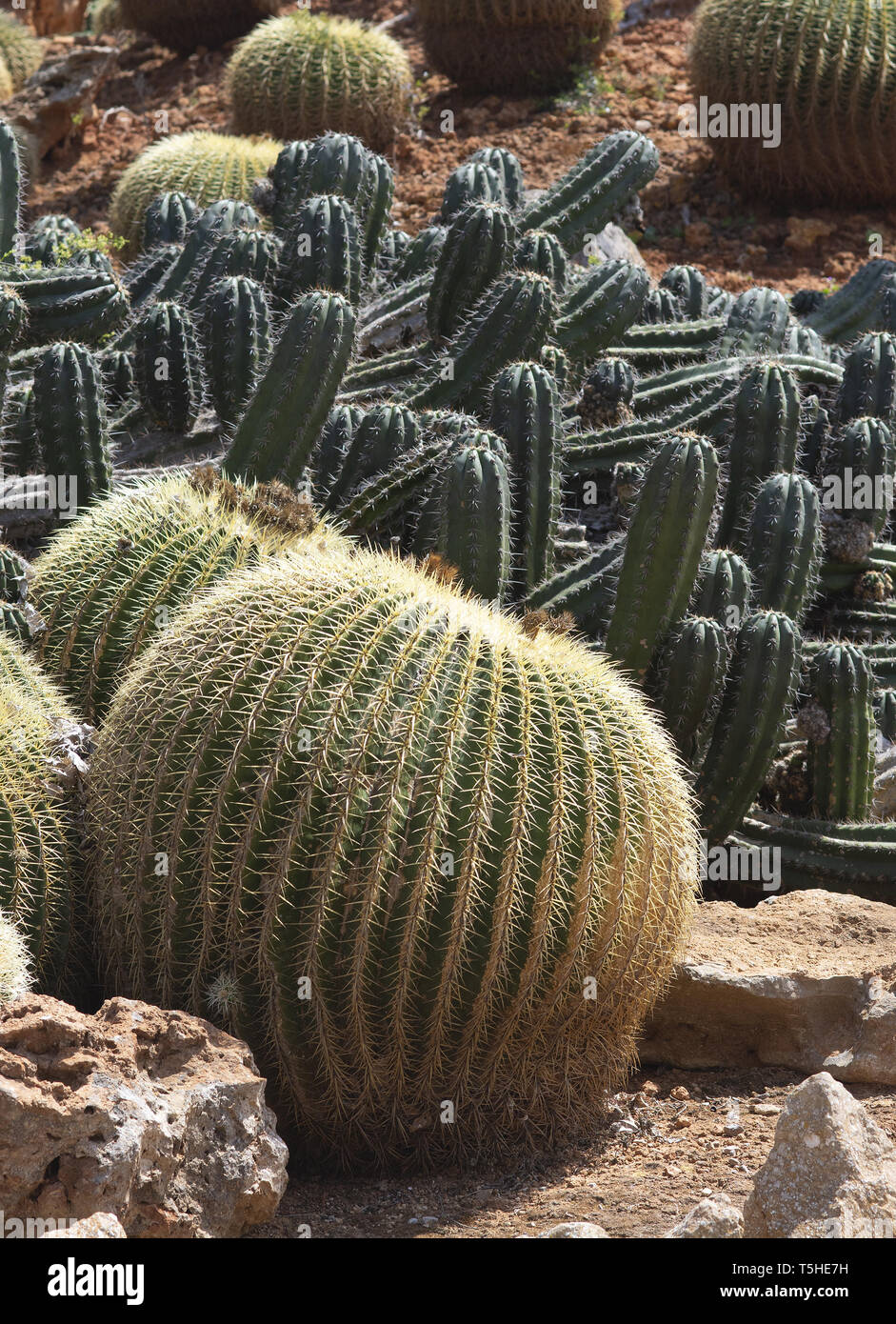 Arid succulent hi-res stock photography and images - Alamy