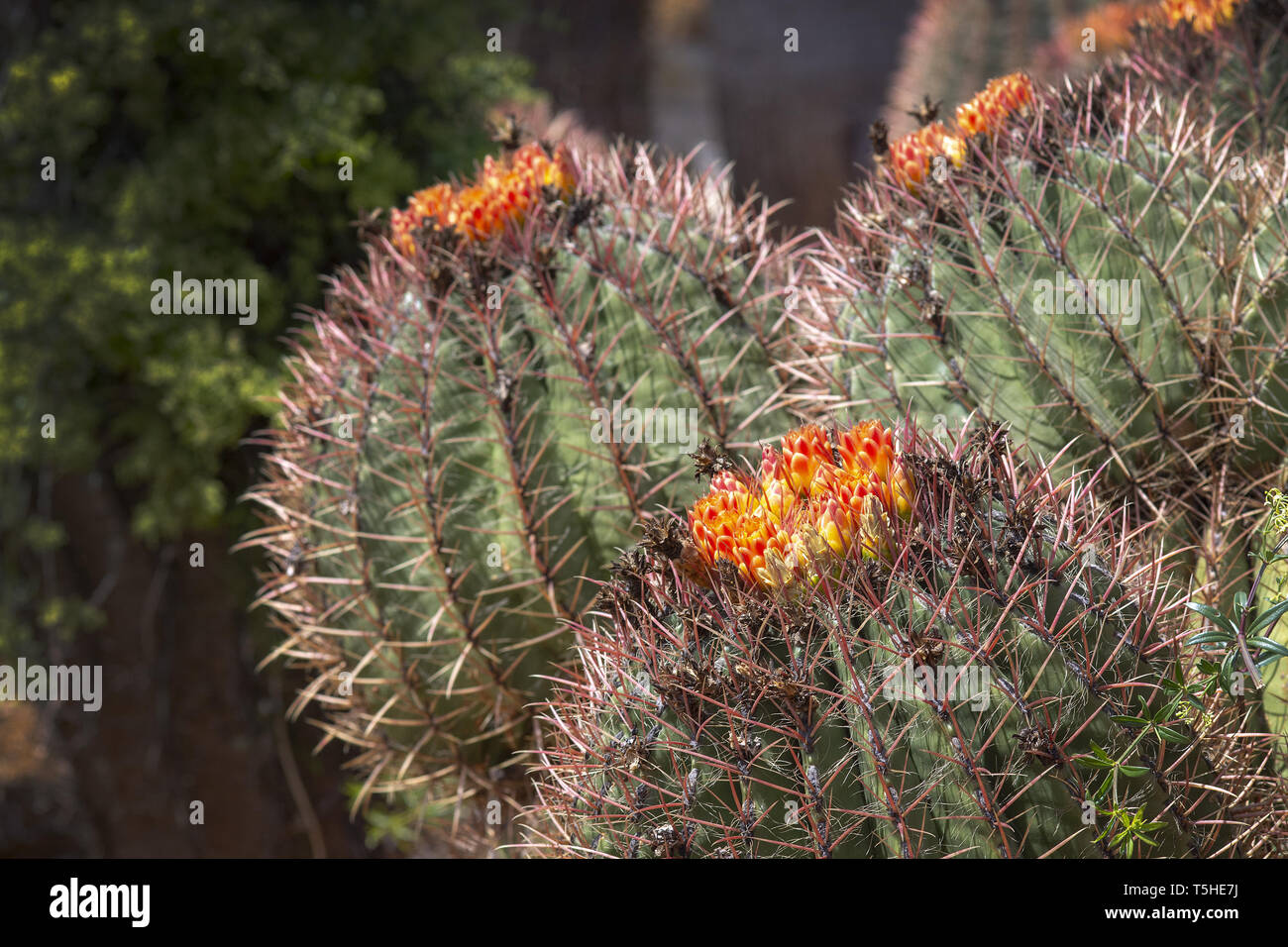 Prickly succulent hi-res stock photography and images - Alamy