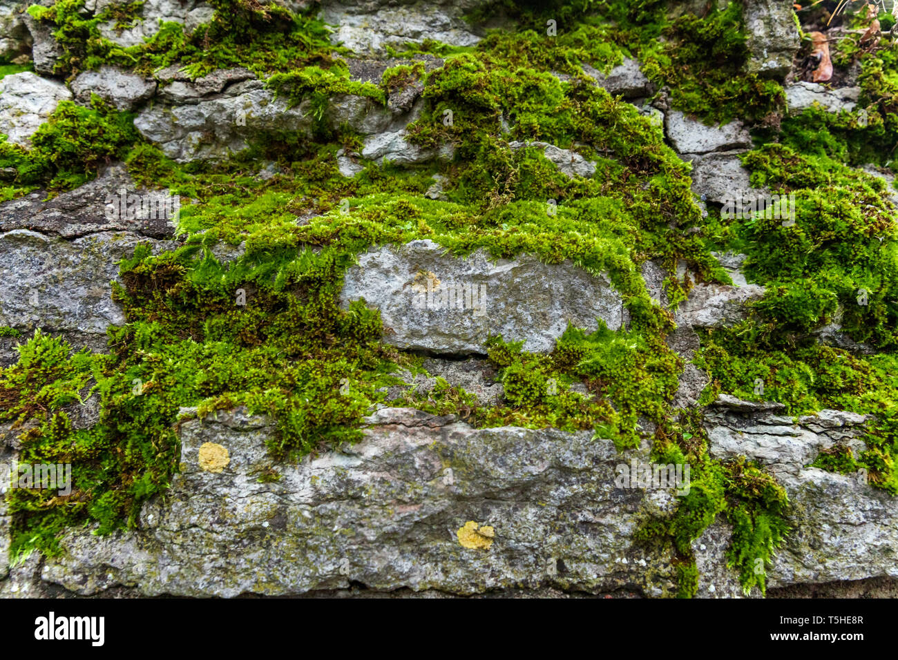 Stones covered with moss. Old wall of the building. Green moss Stock ...