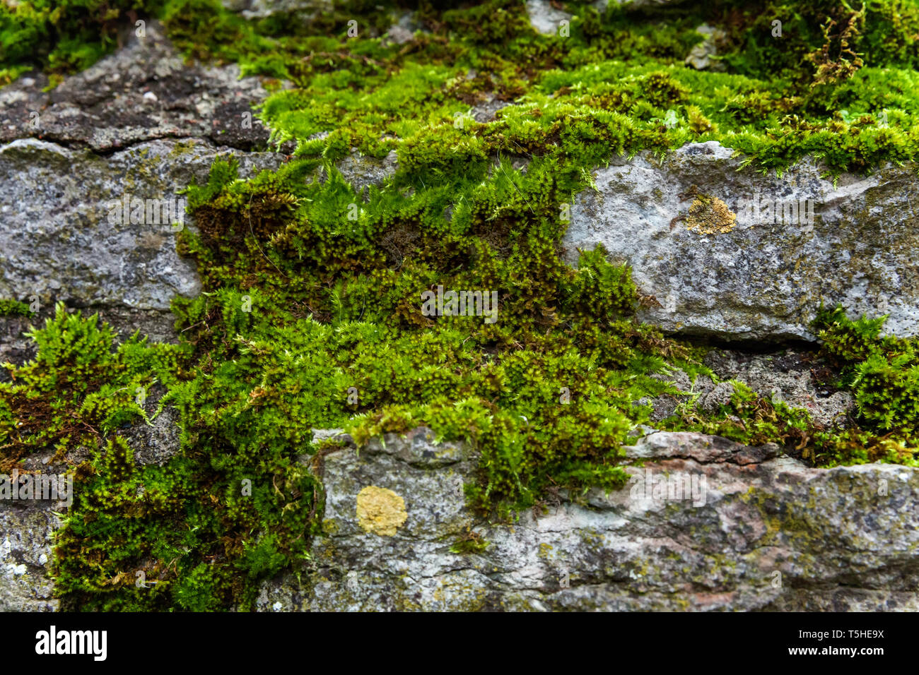 Stones covered with moss. Old wall of the building. Green moss Stock ...