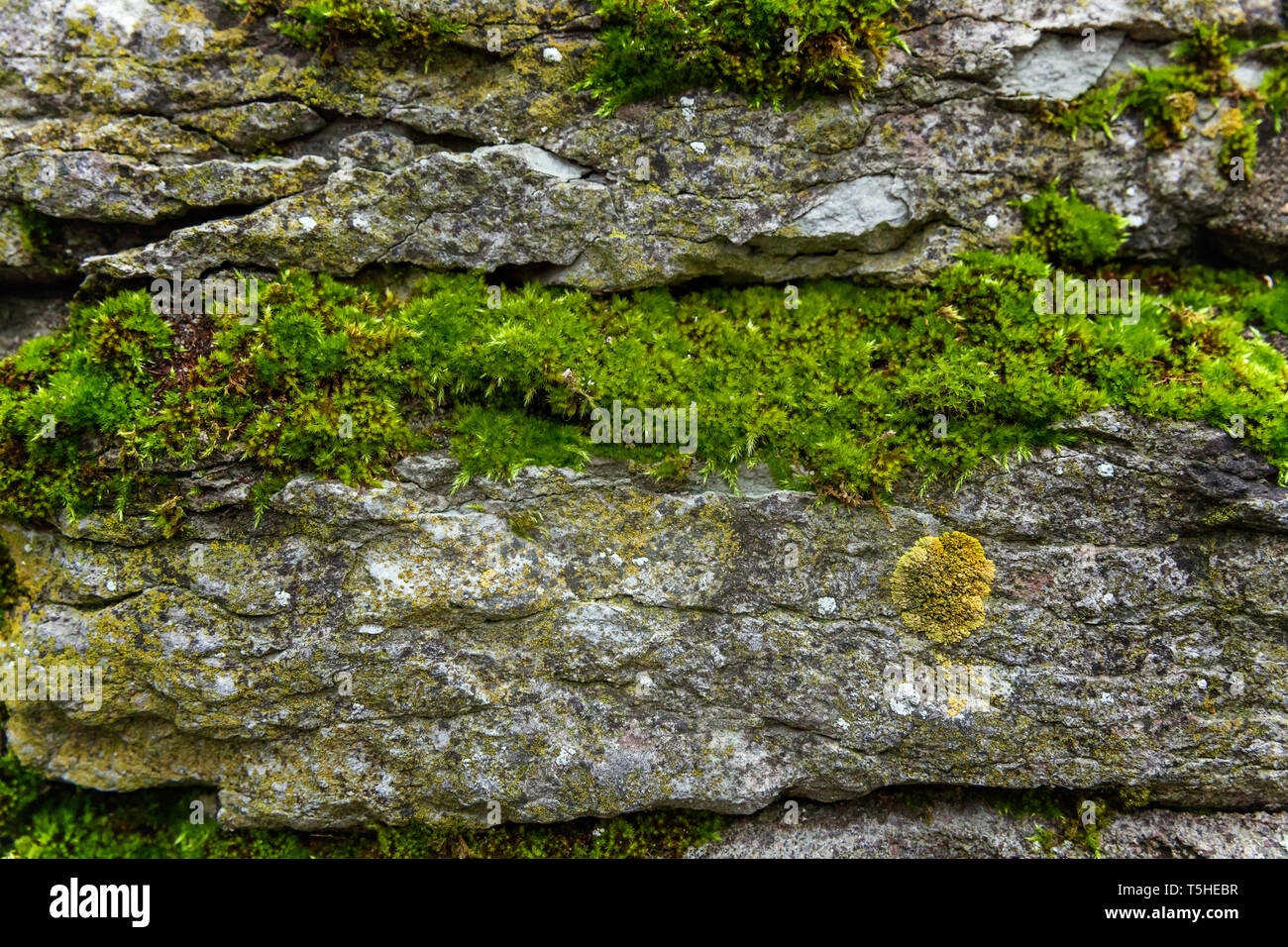 Stones covered with moss. Old wall of the building. Green moss Stock ...