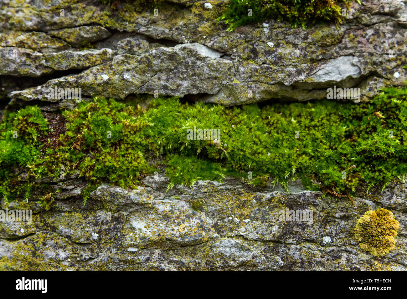 Stones covered with moss. Old wall of the building. Green moss Stock ...