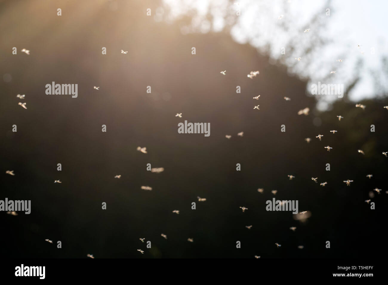 A group of midges flying over a field in Warwickshire, UK. 11 April ...