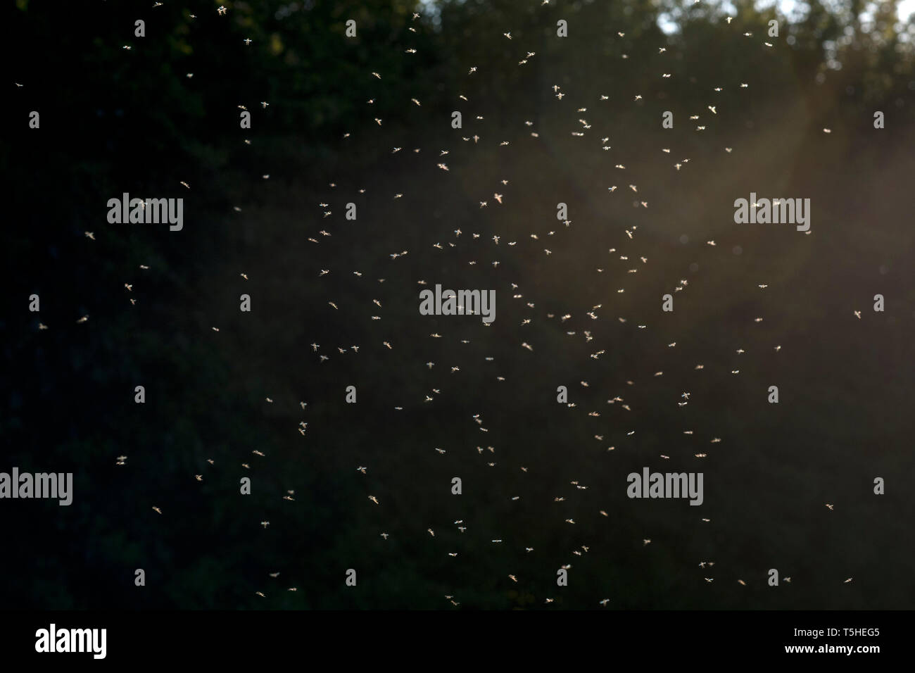 A group of midges flying over a field in Warwickshire, UK. 11 April ...