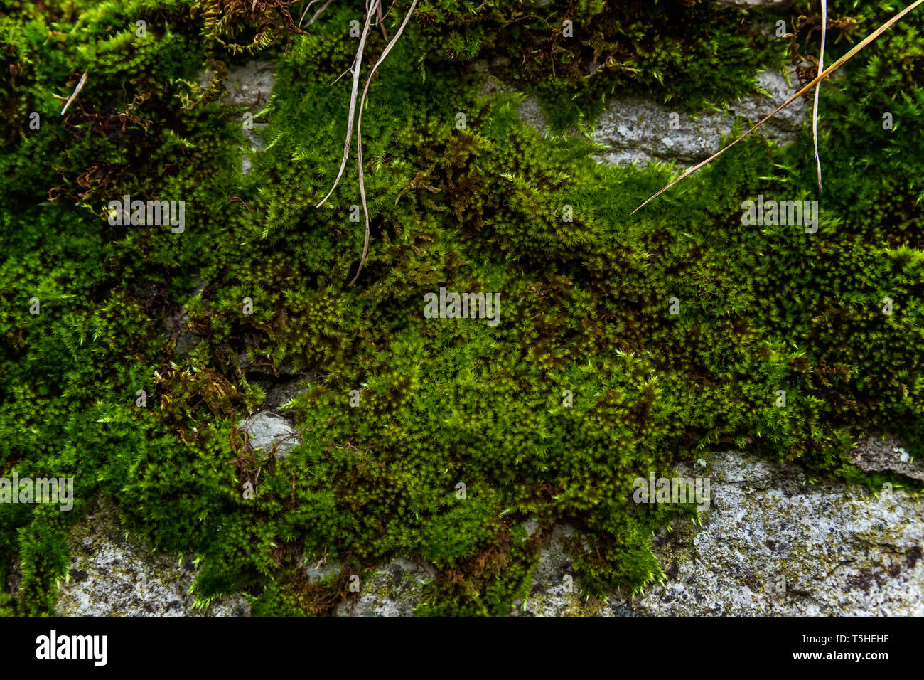 Stones covered with moss. Old wall of the building. Green moss Stock ...