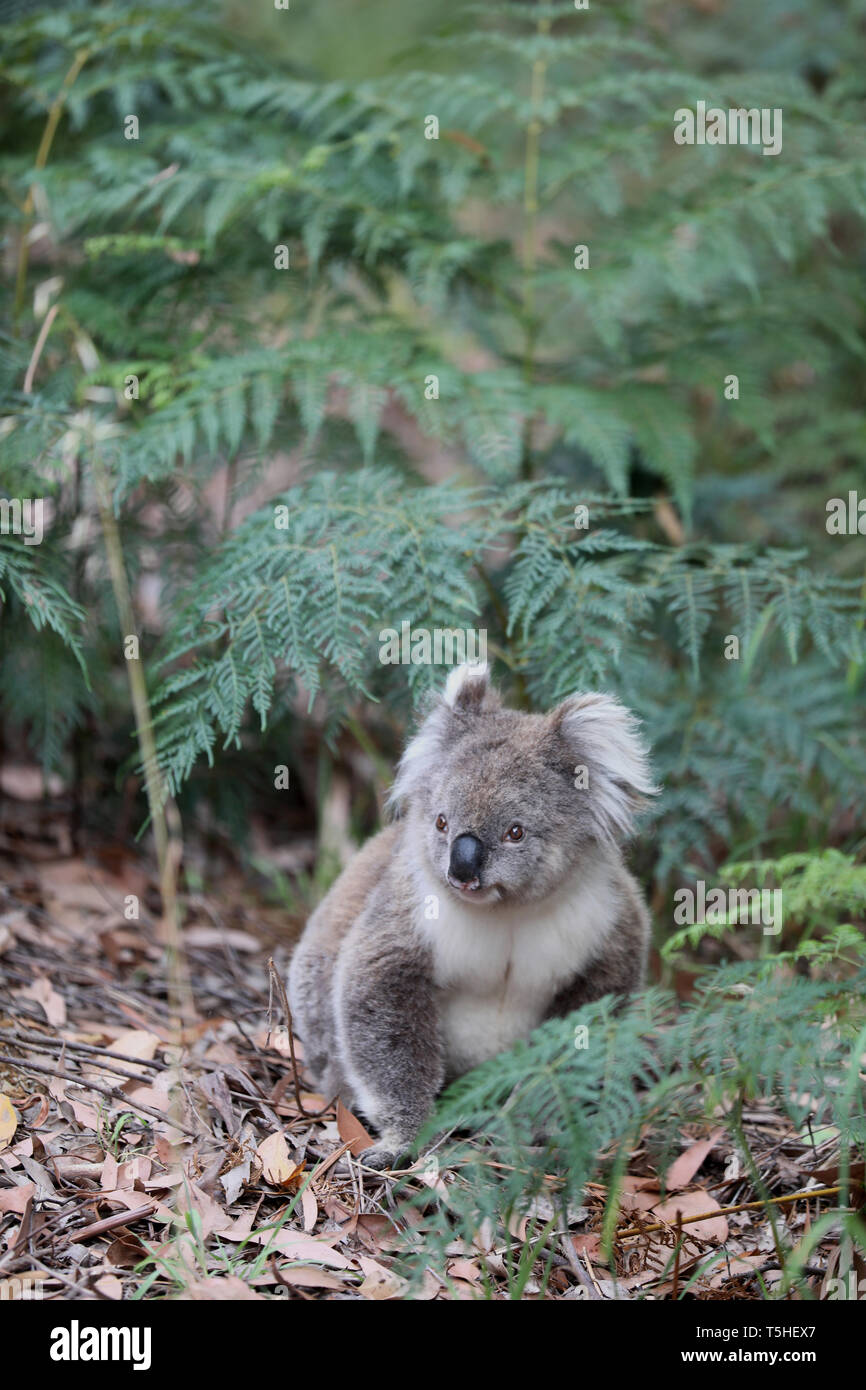Free living koala in Australia Stock Photo - Alamy