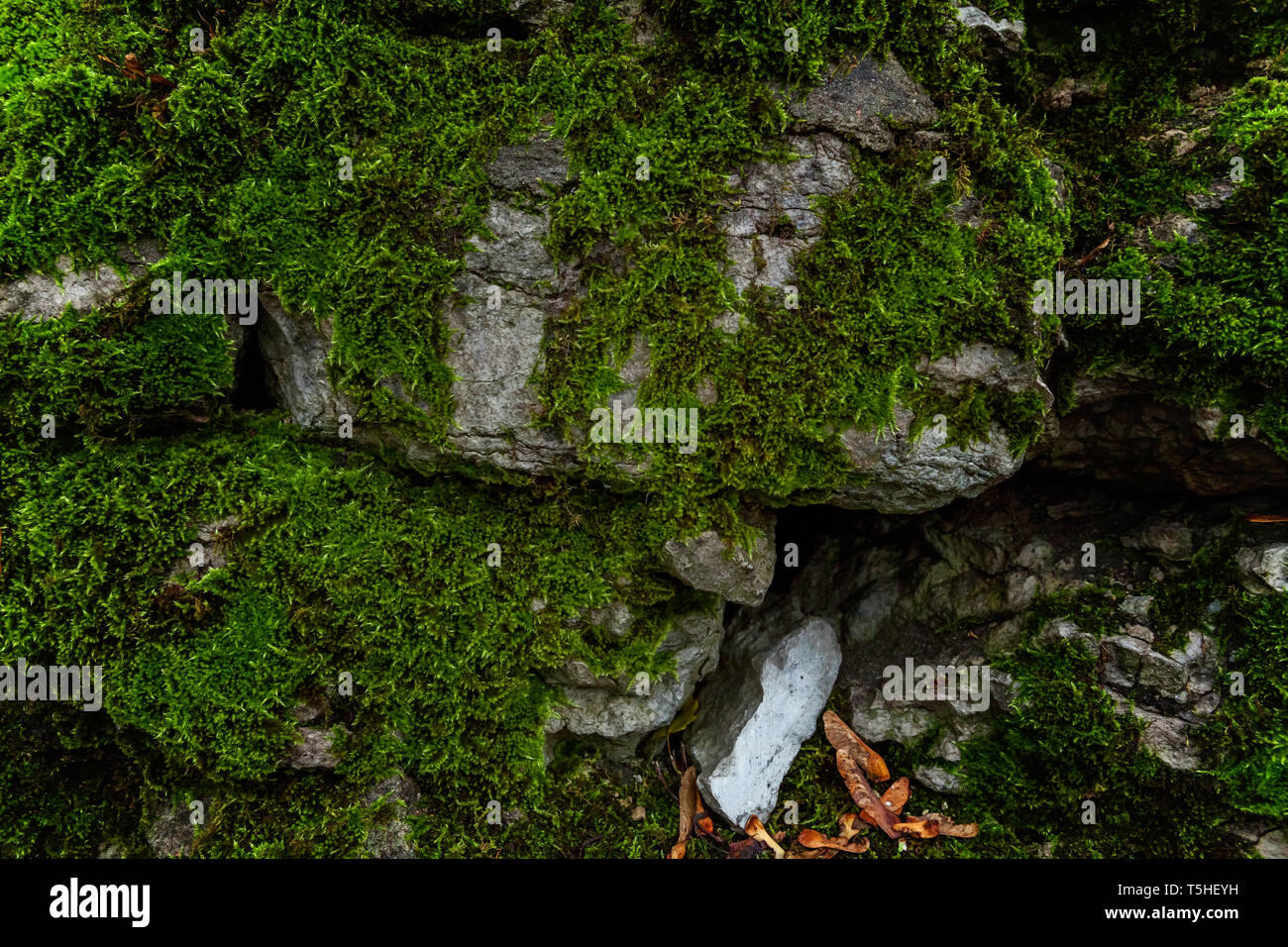 Stones covered with moss. Old wall of the building. Green moss Stock ...