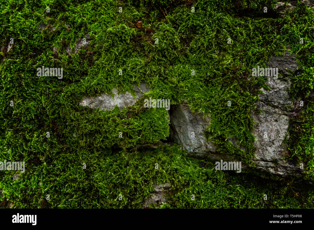 Stones covered with moss. Old wall of the building. Green moss Stock ...