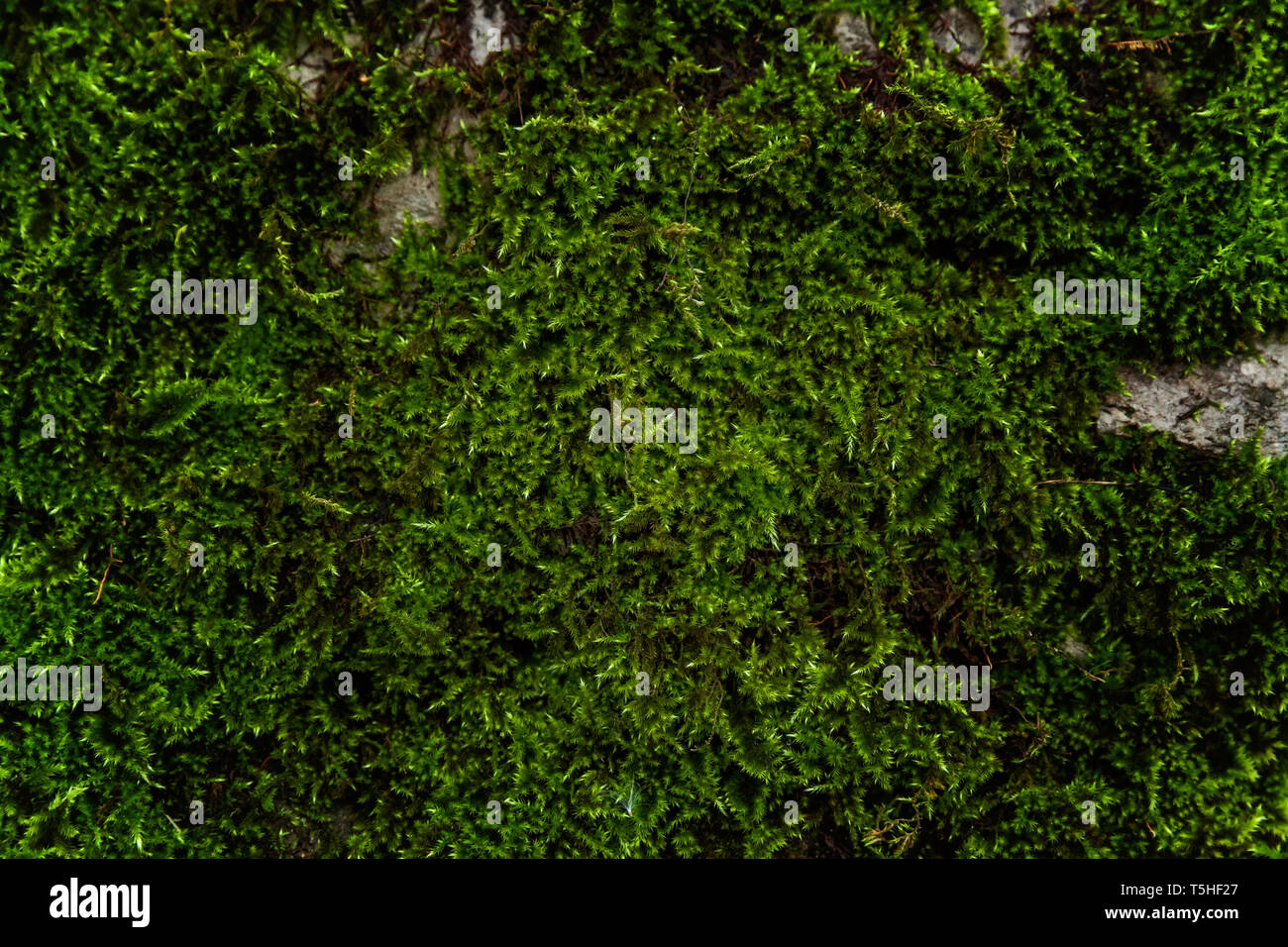 Stones covered with moss. Old wall of the building. Green moss Stock ...