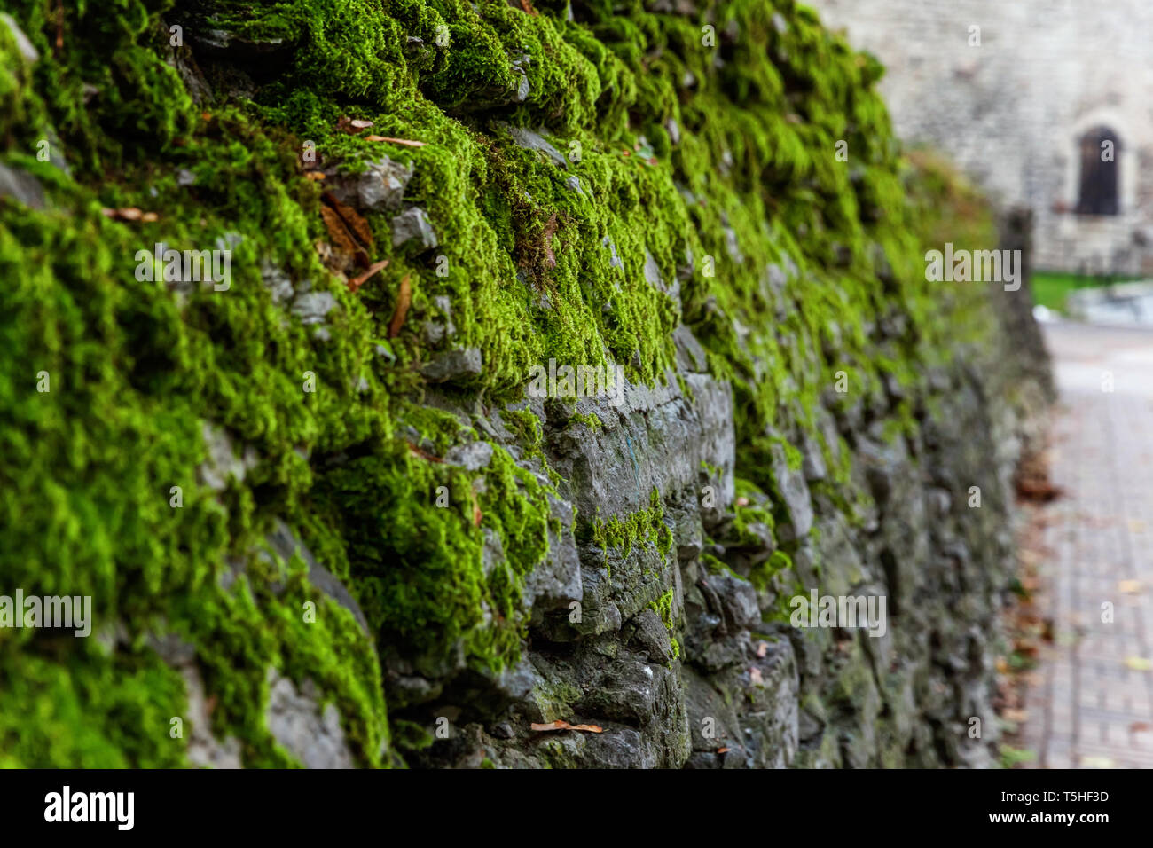Stones covered with moss. Old wall of the building. Green moss Stock ...