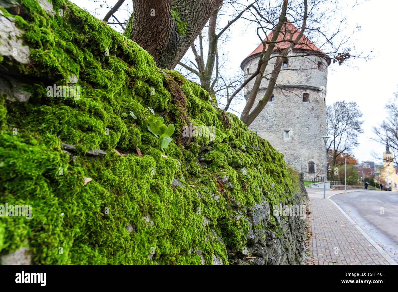 Stones covered with moss. Old wall of the building. Green moss Stock ...