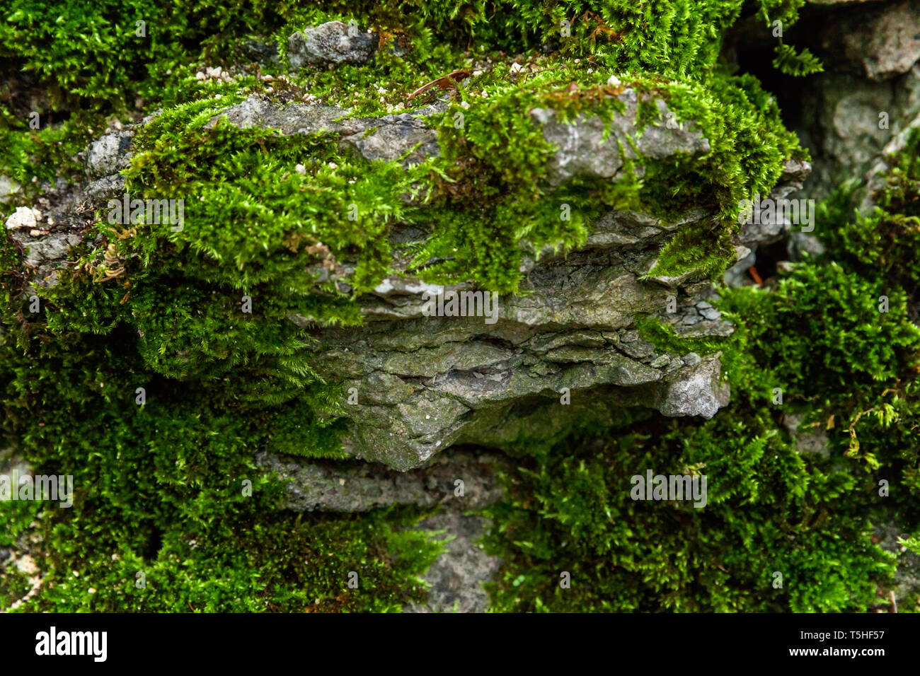 Stones covered with moss. Old wall of the building. Green moss Stock ...