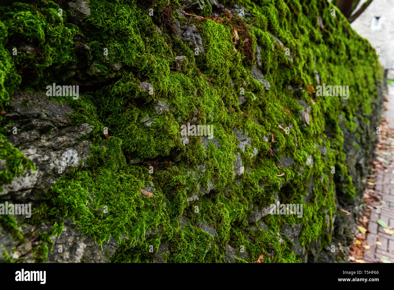 Stones covered with moss. Old wall of the building. Green moss Stock ...
