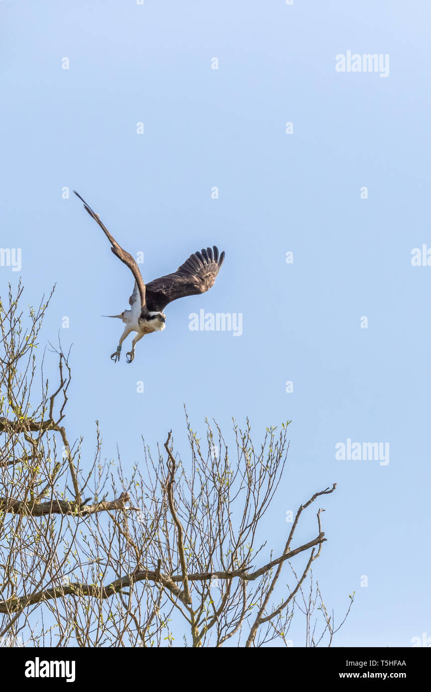 Photography of osprey in flight hi-res stock photography and images - Alamy