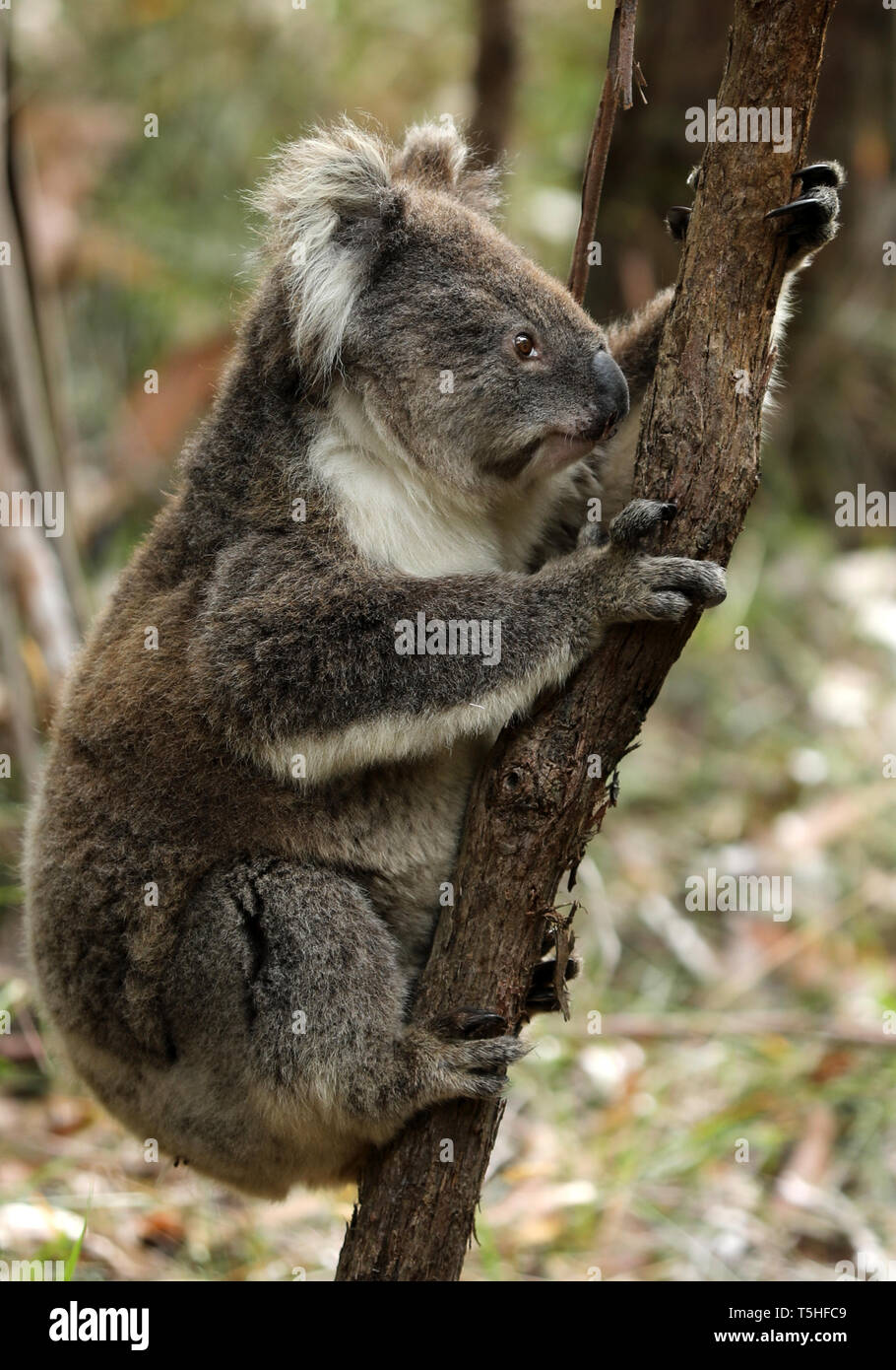 Free living koala in Australia Stock Photo - Alamy