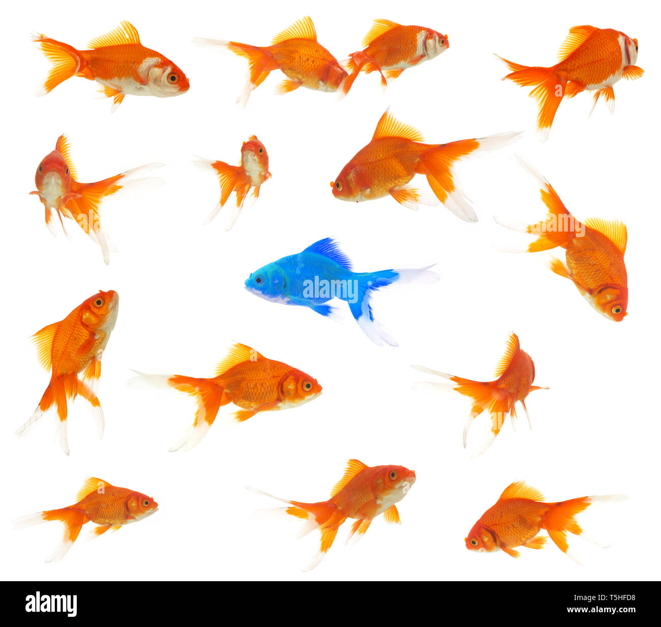 Alien goldfish hi-res stock photography and images - Alamy