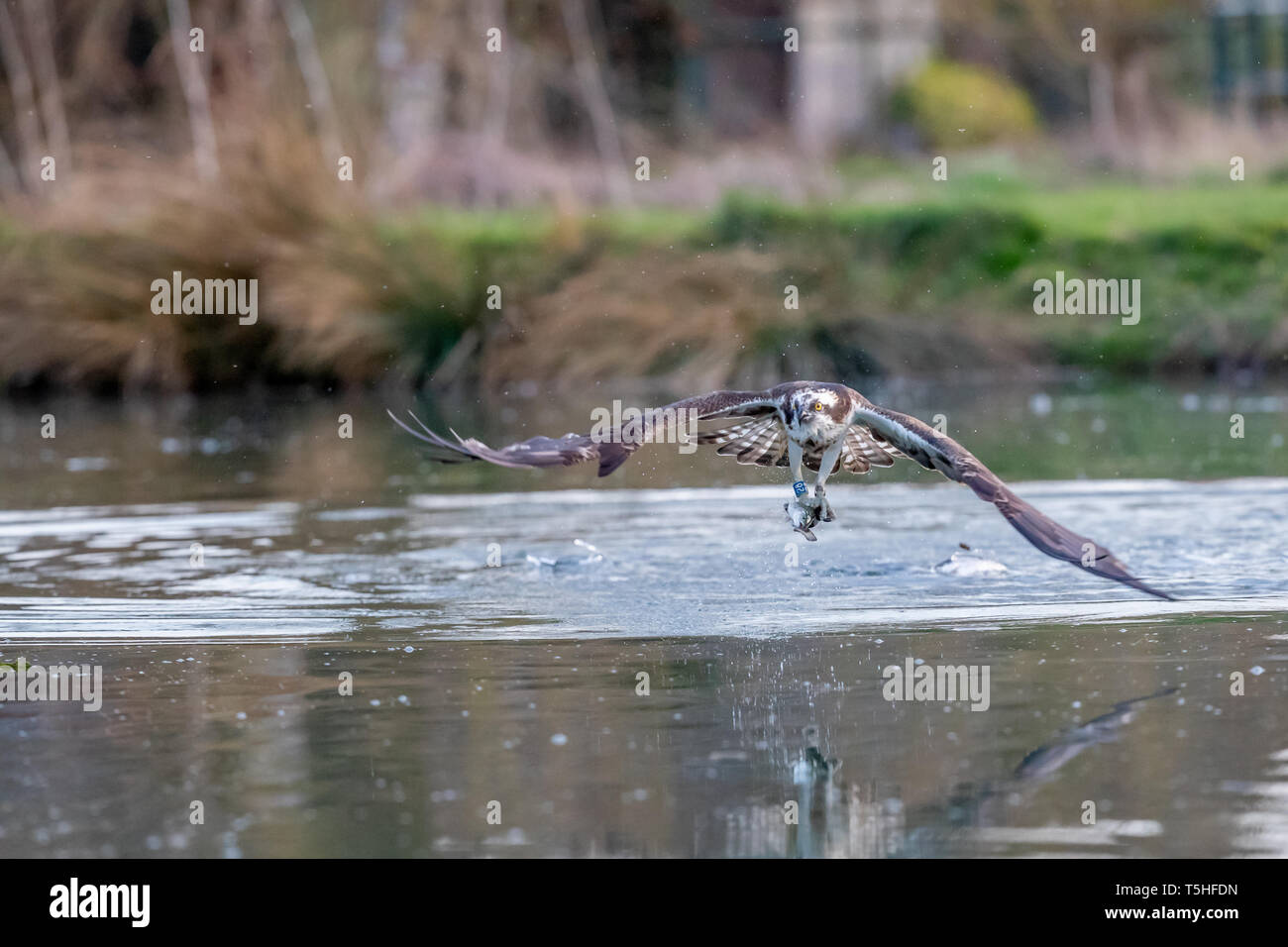 Fish eating hawk hi-res stock photography and images - Alamy
