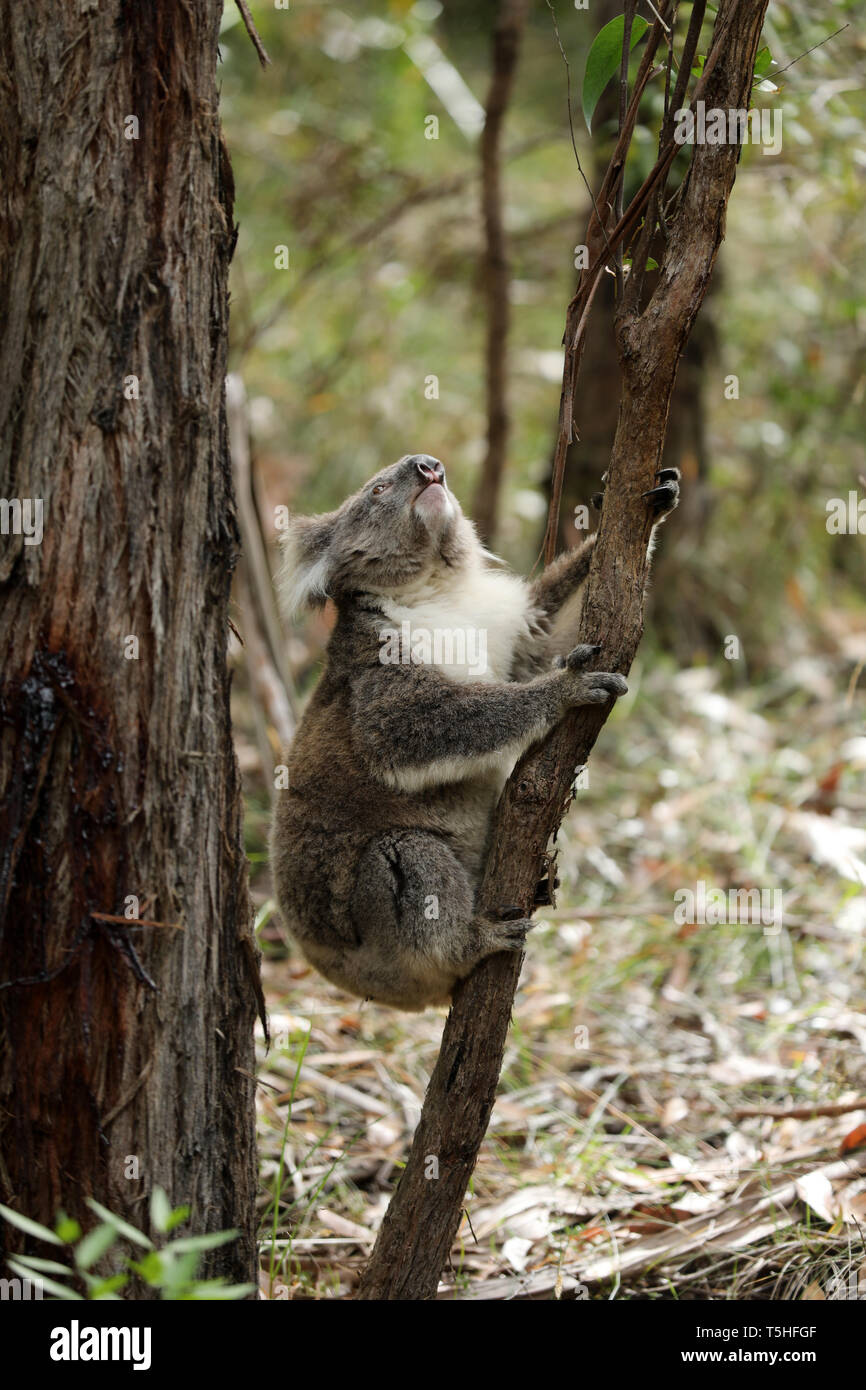Free living koala in Australia Stock Photo - Alamy