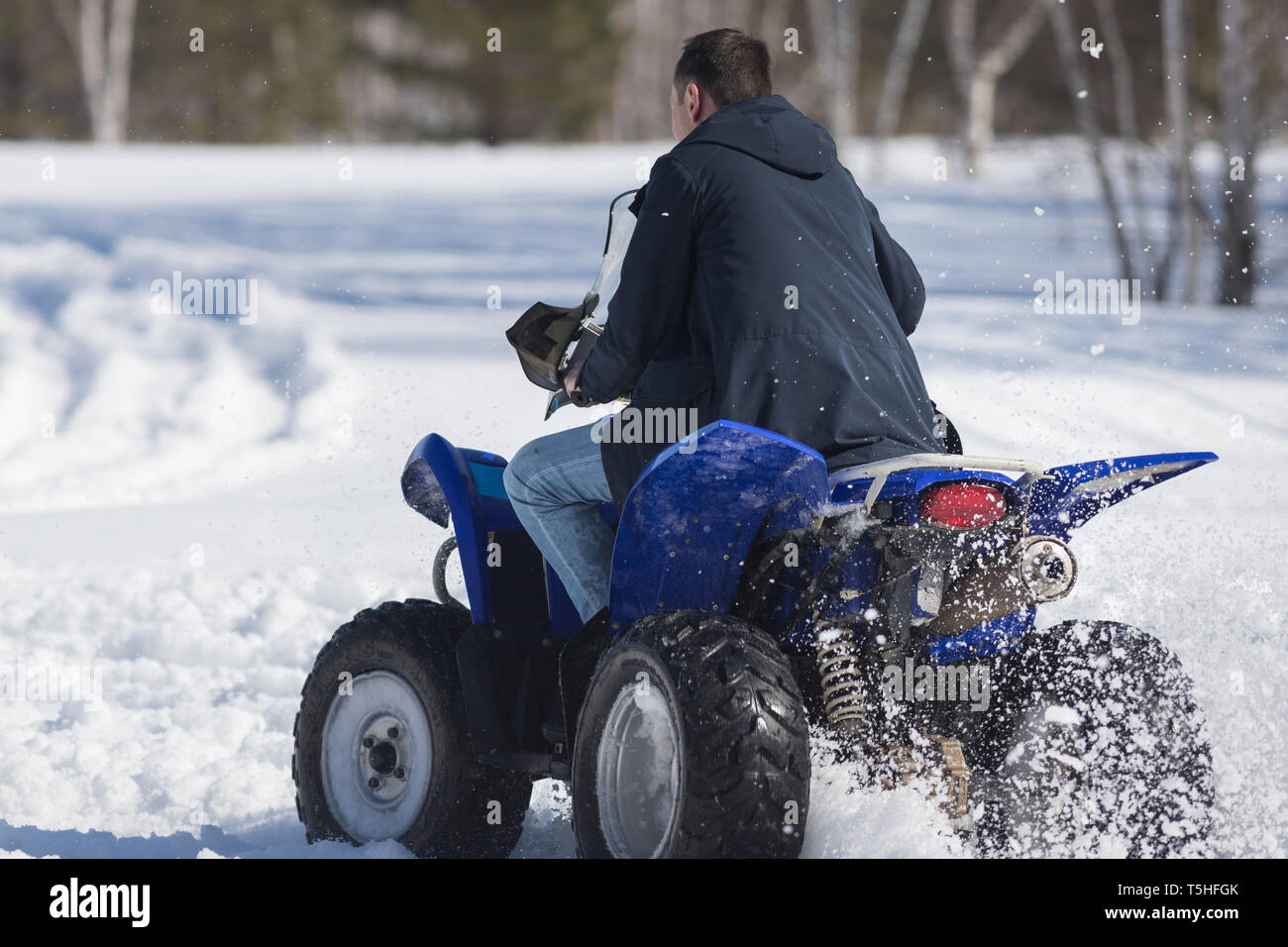 A winter forest in daylight. An adult man riding a big blue snowmobile ...