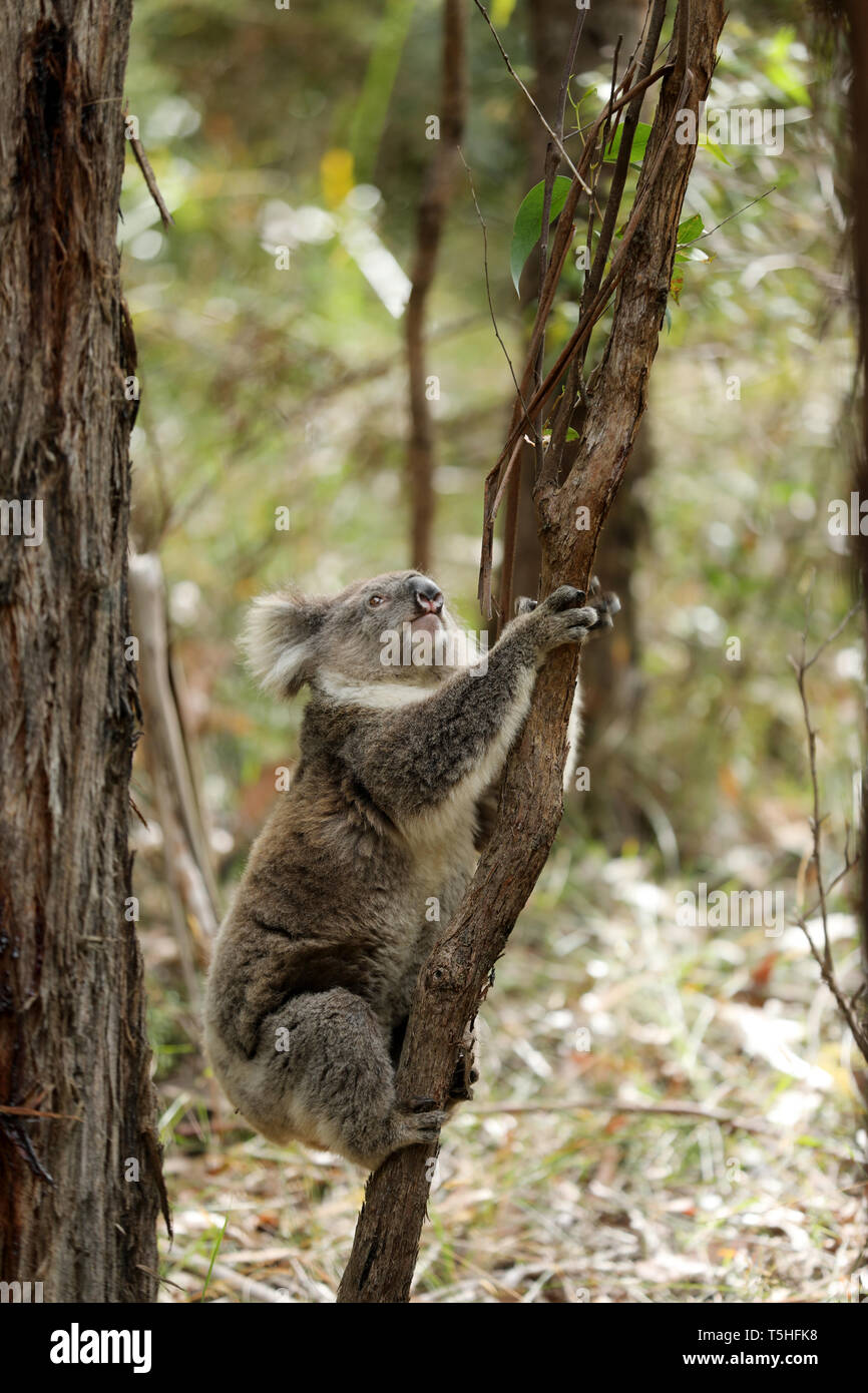 Wild living koala in Australia Stock Photo - Alamy