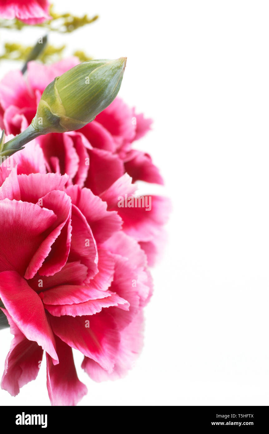 beautiful carnation flowers on white Stock Photo - Alamy
