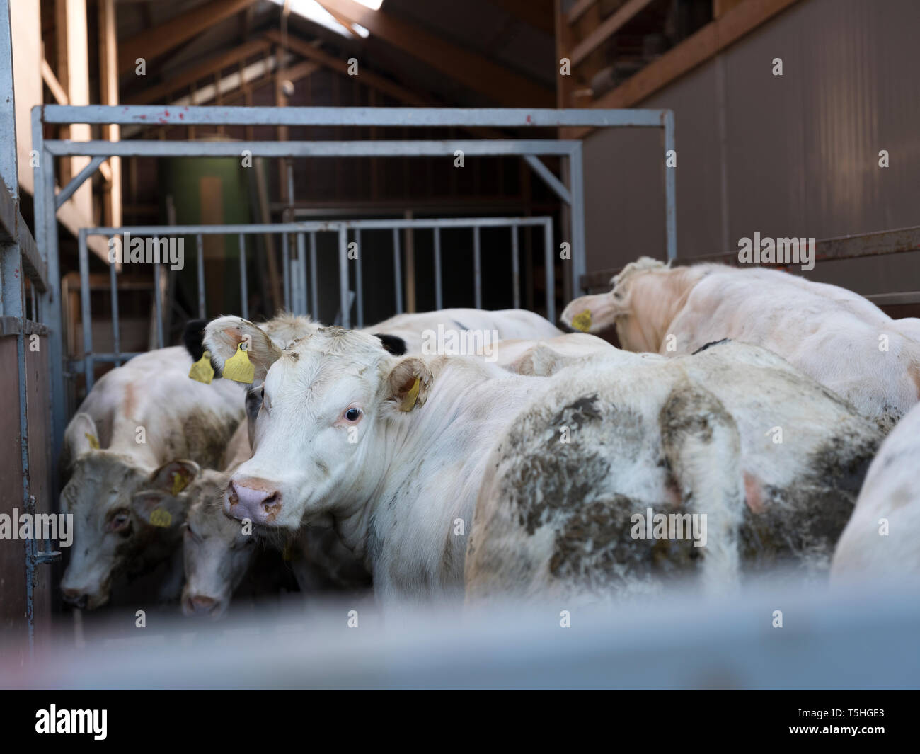 white calf in cart ready for transport looks anxiously Stock Photo - Alamy