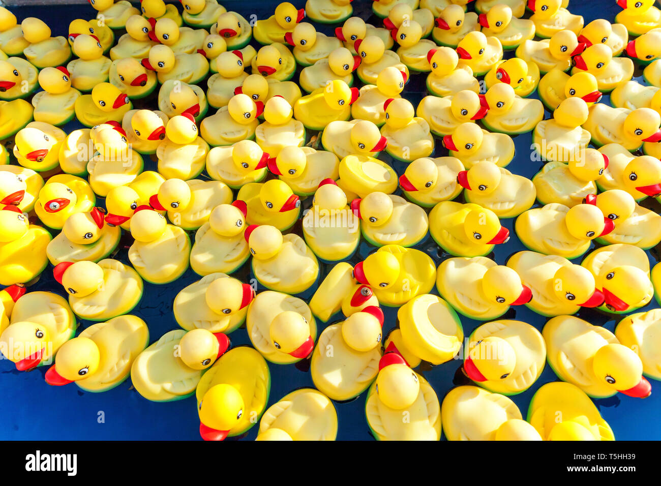 Plastic ducks in swimming pool hi-res stock photography and images - Alamy