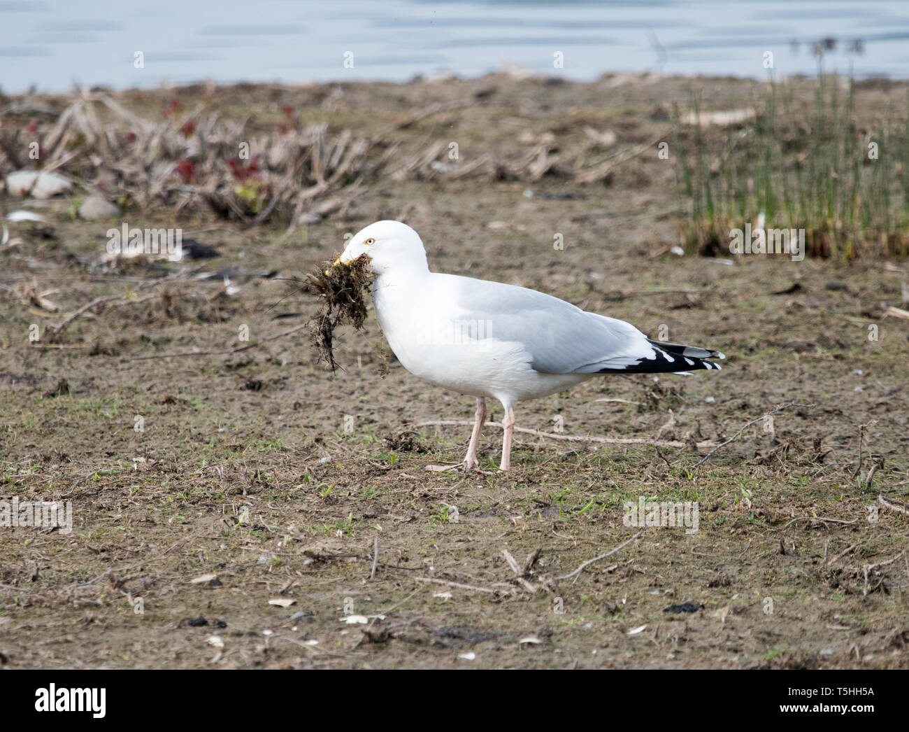 Common gull nesting hi-res stock photography and images - Alamy