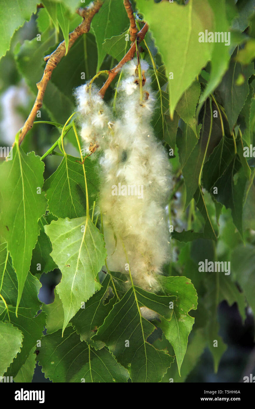 Tree pollen allergy risk hi-res stock photography and images - Alamy