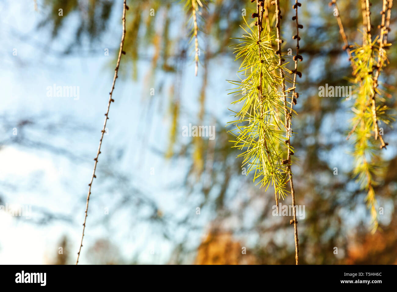 Beautiful larch cones and branch twig with green background. Closeup of ...