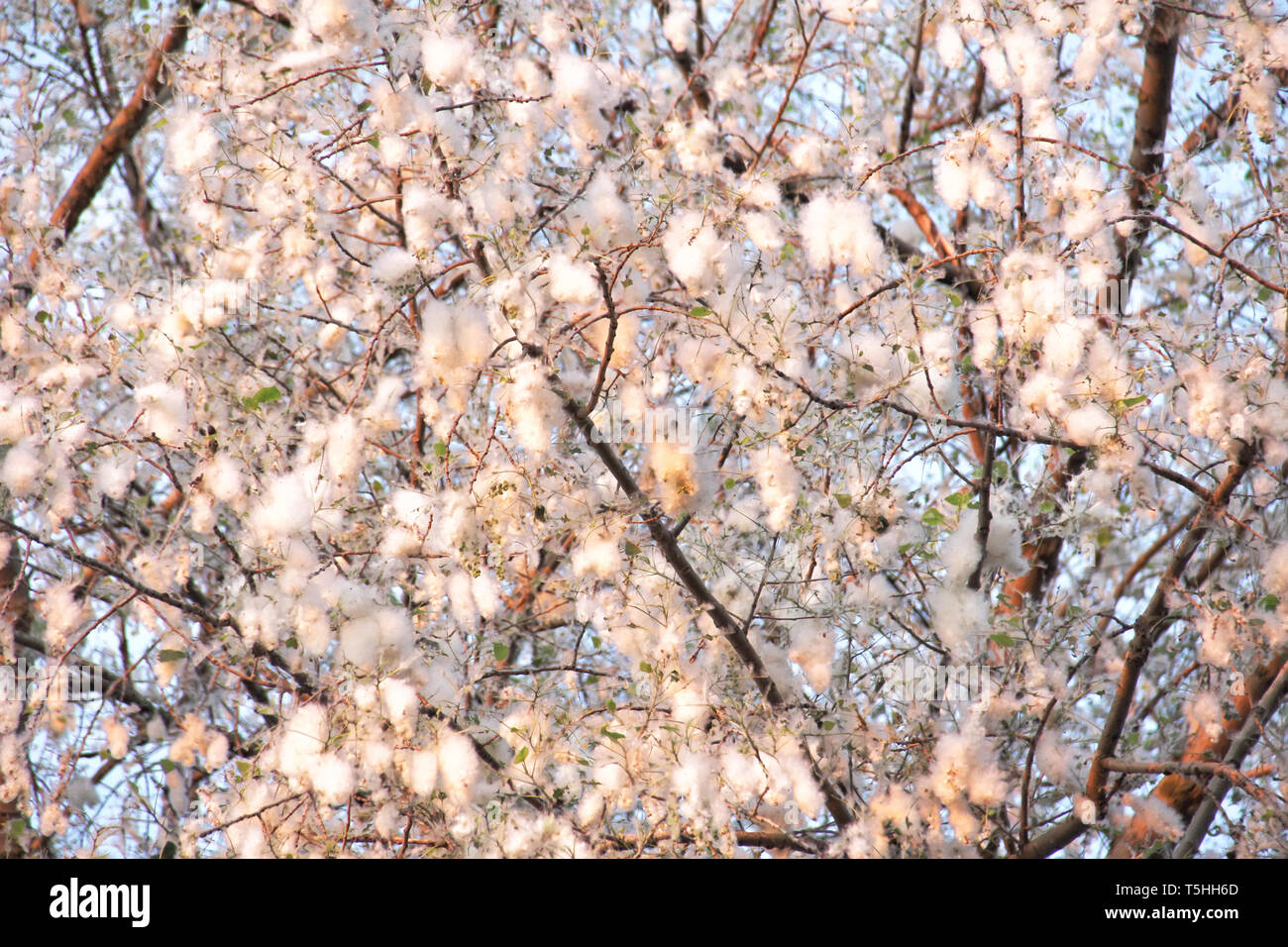 Allergy to poplar pollen. Poplar pollen from mid March Stock Photo - Alamy