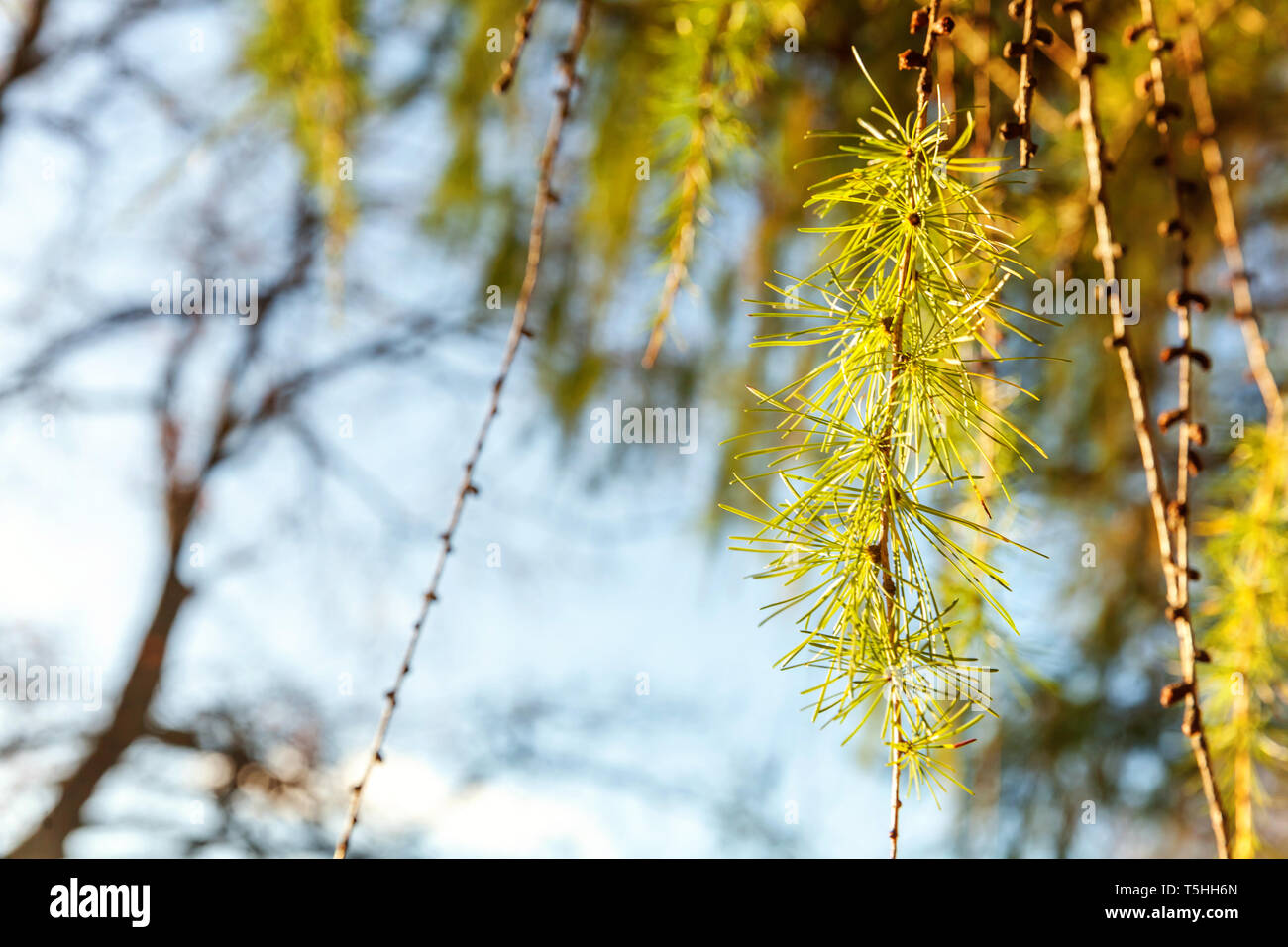 Larch limb hi-res stock photography and images - Alamy