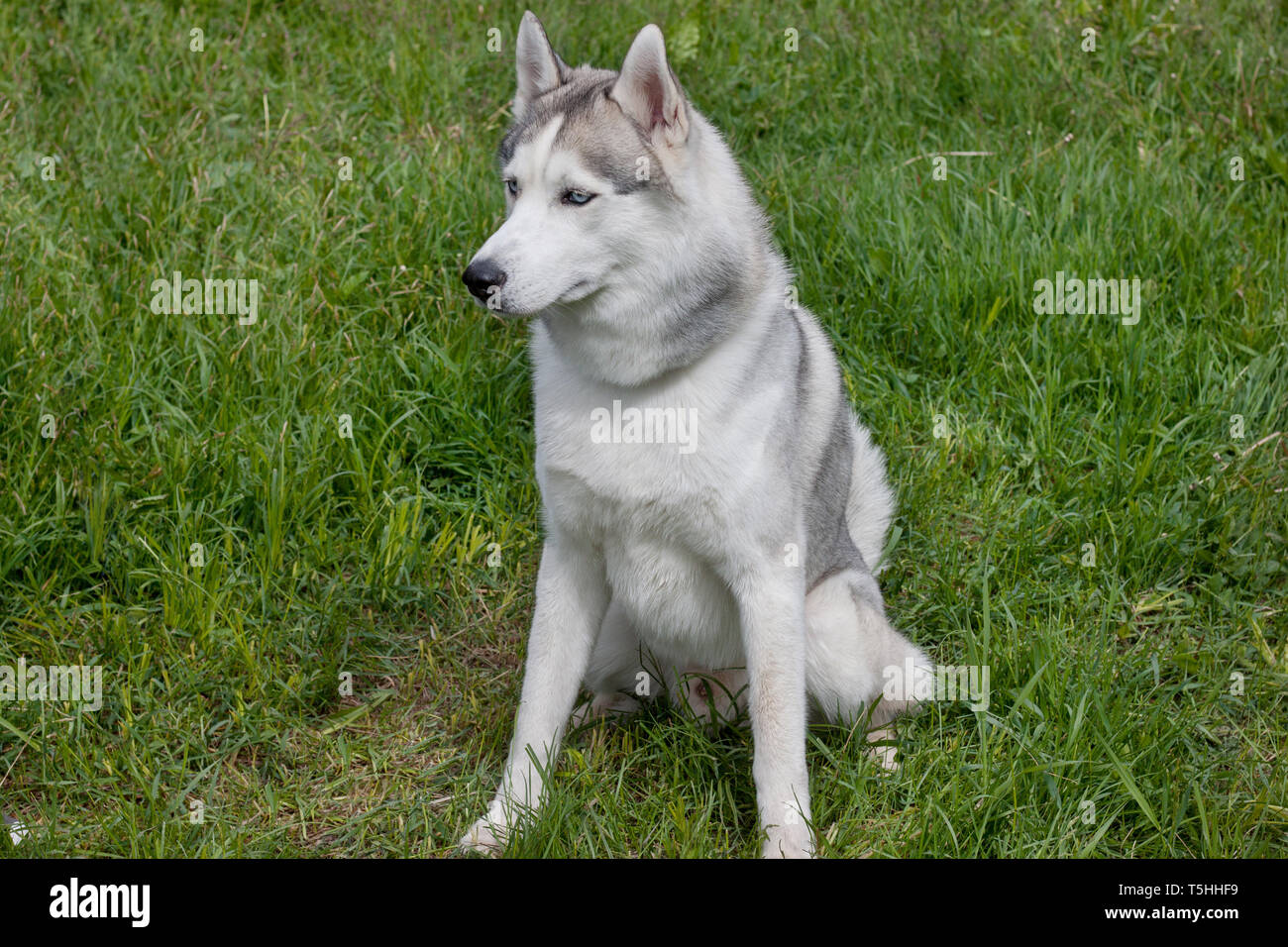 Husky sitting paw hi-res stock photography and images - Alamy