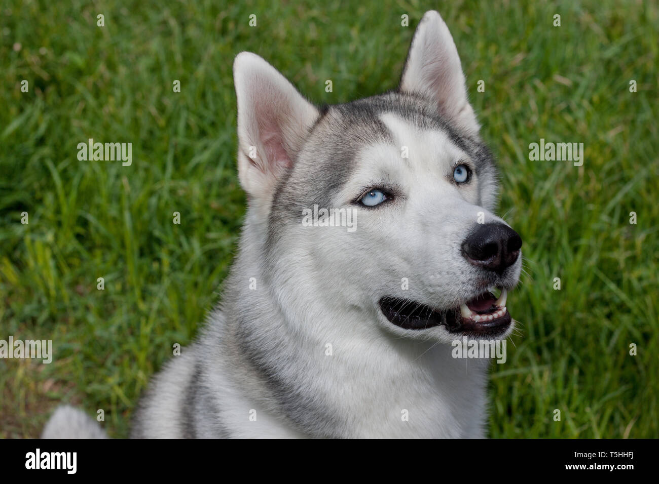 Siberian husky is sitting on a blooming meadow. Close up. Pet animals ...