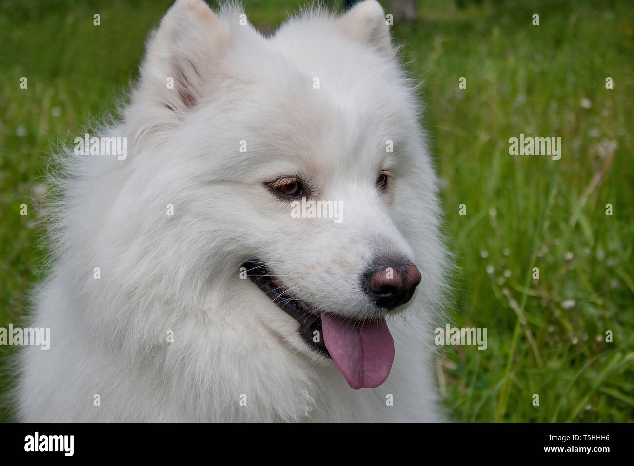 Samoiedskaya sobaka hi-res stock photography and images - Alamy