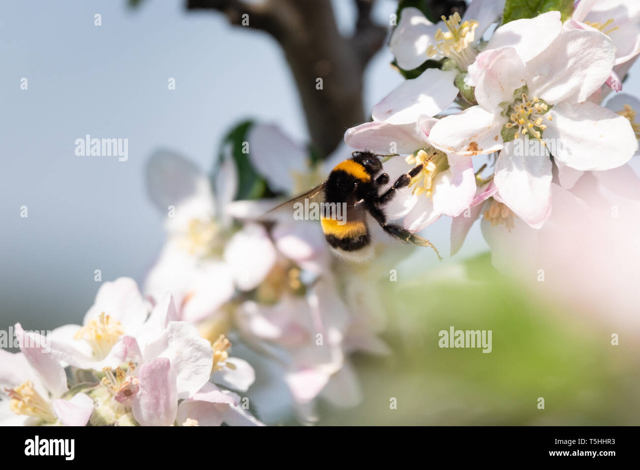 bumblebee who forages in apple blossoms Stock Photo - Alamy