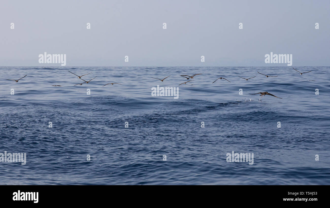 Flock of cory´s shearwater (calonectris diomedea) in Tenerife, Atlantic ...